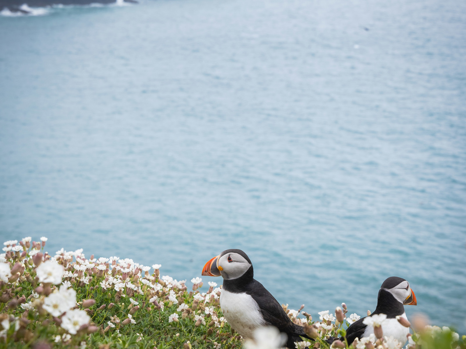 Marine & Wildlife | Swallow Tree Gardens